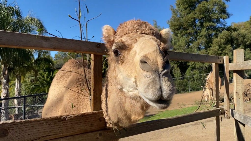 Medida Y - Aprueba un impuesto parcelario de 20 años para el Zoológico ...